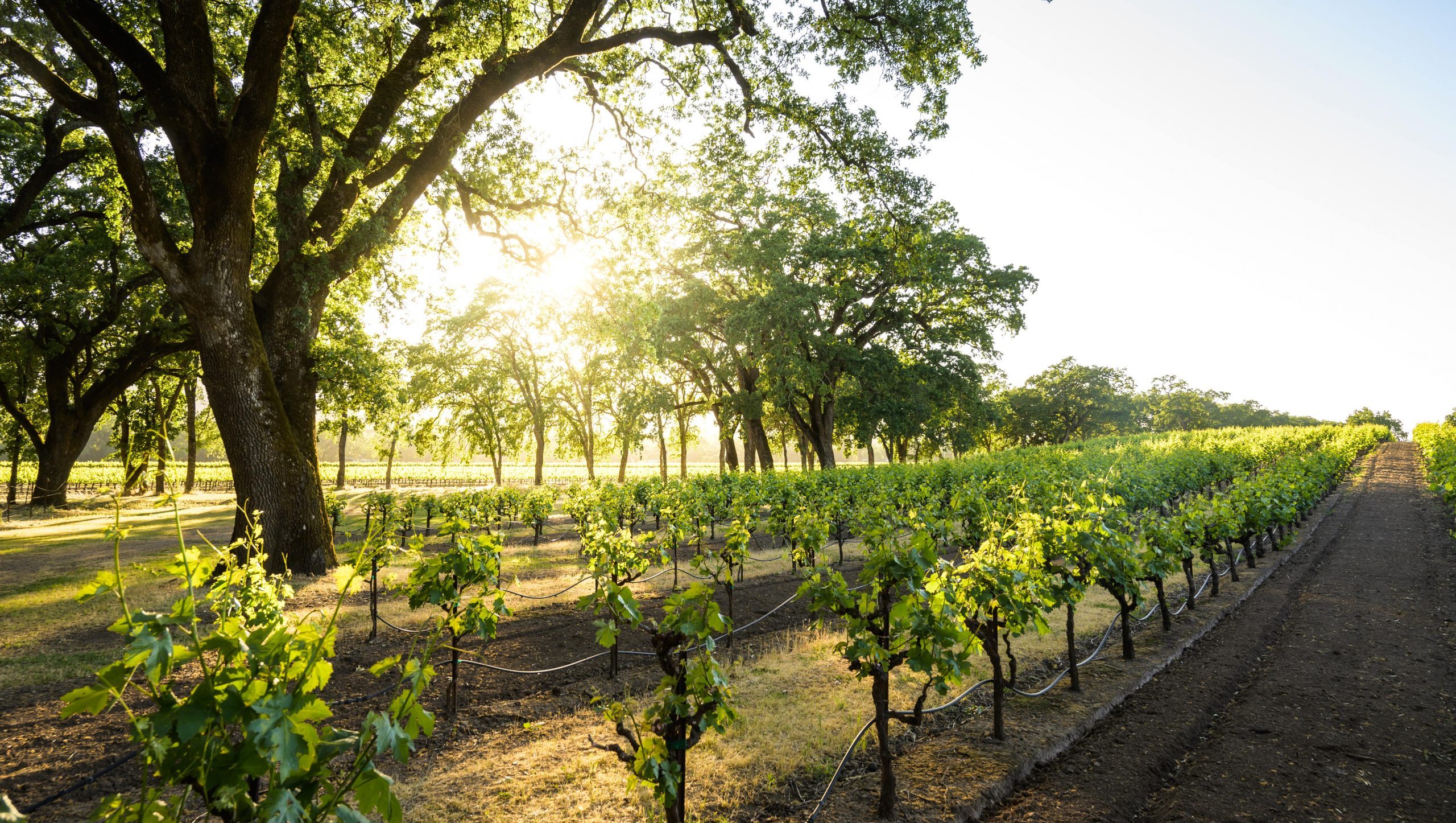 Home - Serres Ranch Wine - Serres Ranch Wine