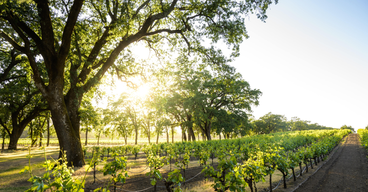 Home - Serres Ranch Wine - Serres Ranch Wine